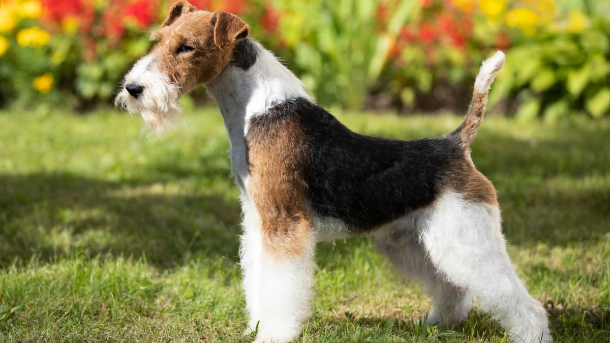 Fox Terrier : histoire, caractéristiques, éducation et coût