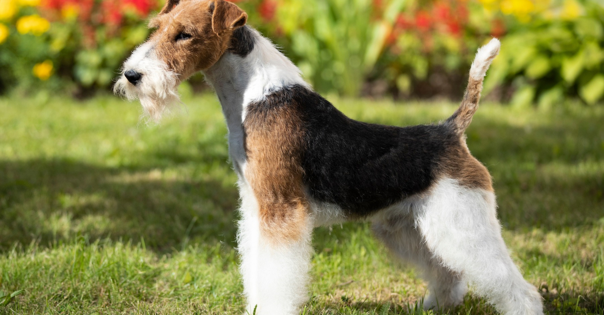 Fox Terrier : histoire, caractéristiques, éducation et coût
