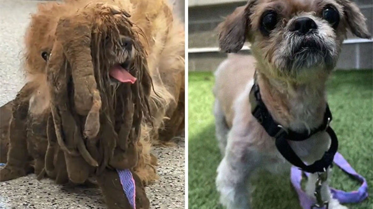 18 photos relatant la métamorphose d'un Shih Tzu errant secouru et toiletté