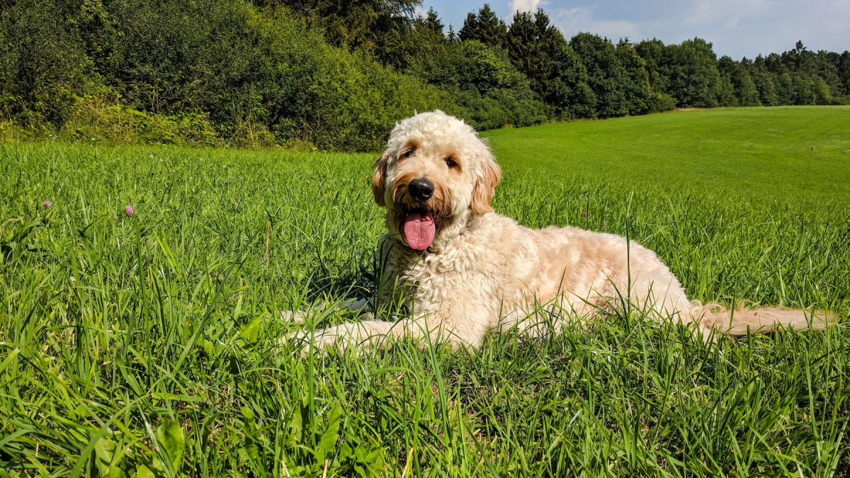 Goldendoodle : histoire, caractéristiques, éducation et coût