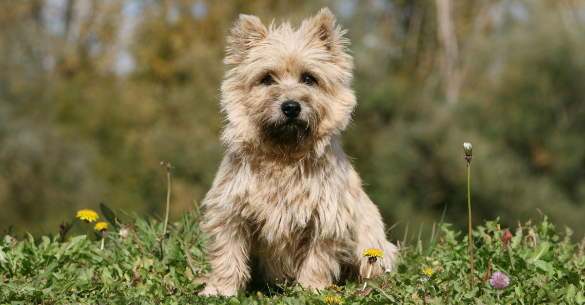 Cairn Terrier : histoire, caractéristiques, éducation et coût