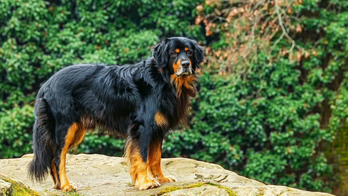 Hovawart : histoire, caractéristiques, éducation et coût