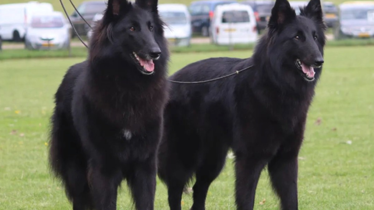 20 photos illustrant la grâce unique et éblouissante du Berger Belge ...
