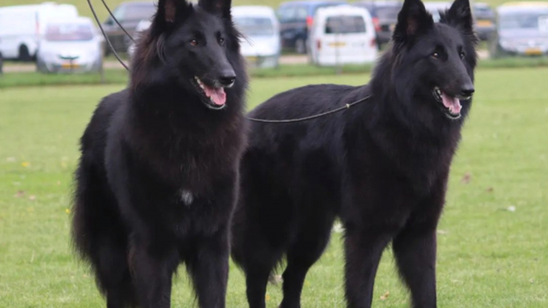 20 photos illustrant la grâce unique et éblouissante du Berger Belge Groenendael