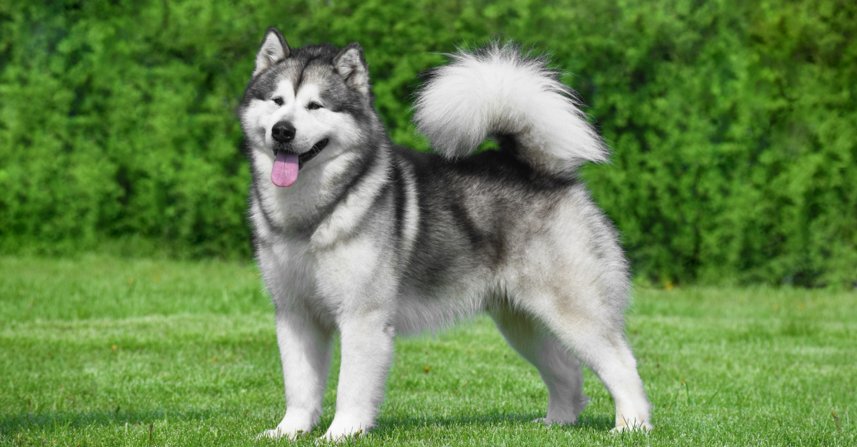 Malamute de l'Alaska : histoire, caractéristiques, éducation et coût