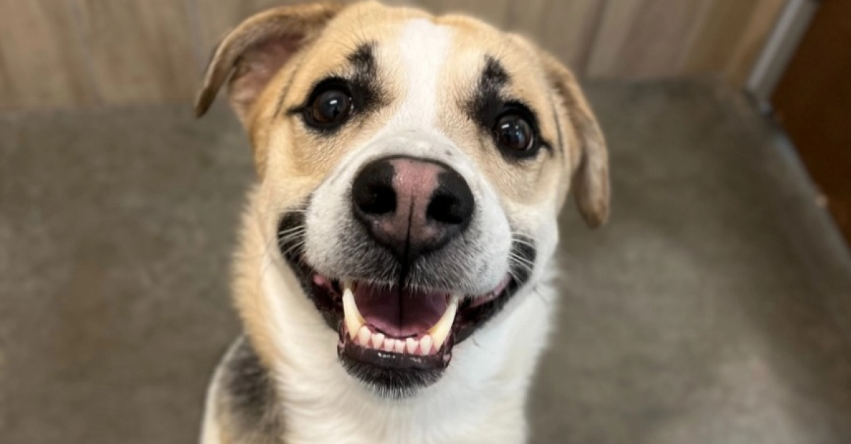 L'histoire touchante de King, le chien abandonné devant un Burger King ...