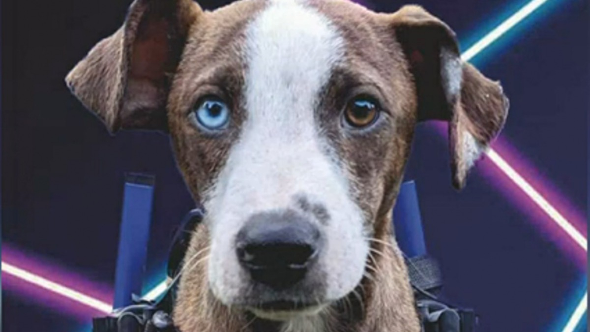 Un nouveau départ pour Baby Steven, le courageux chiot qui refuse de se ...