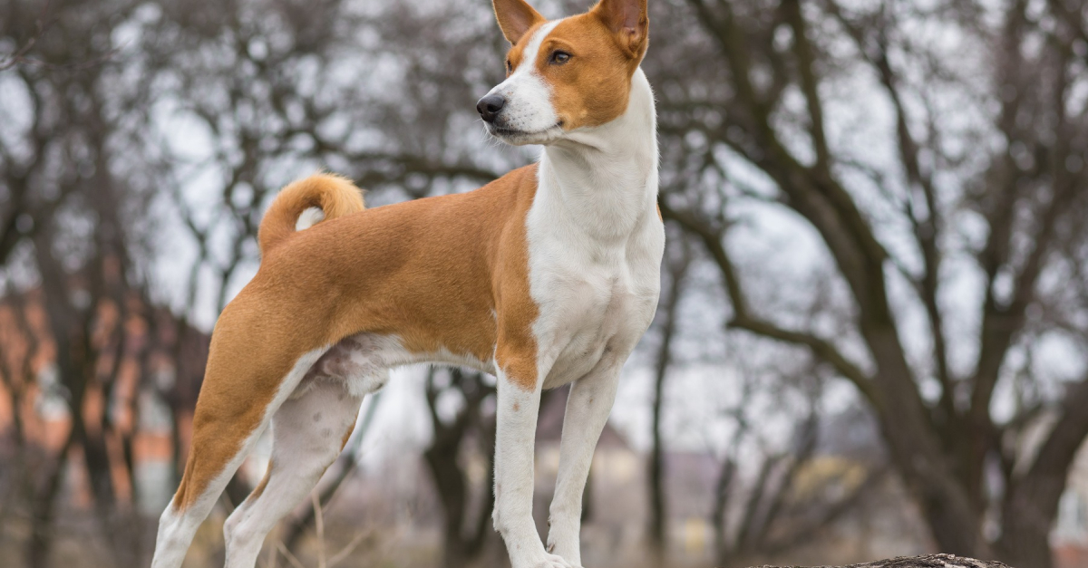 Basenji : histoire, caractéristiques, éducation et coût