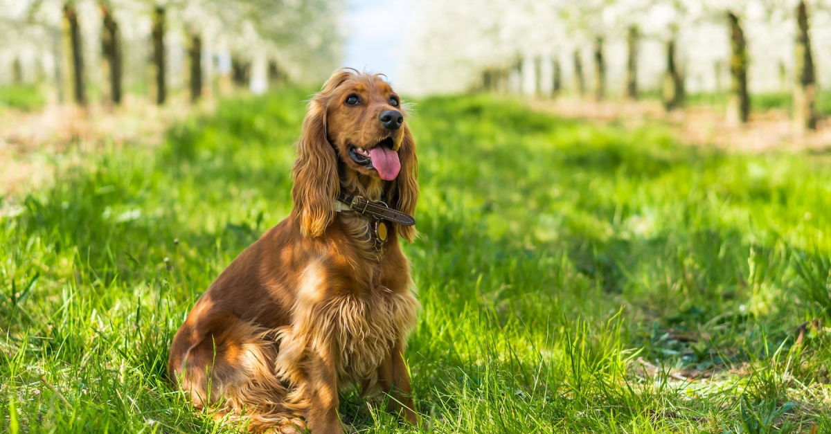 Cocker Anglais : histoire, caractéristiques, éducation et coût