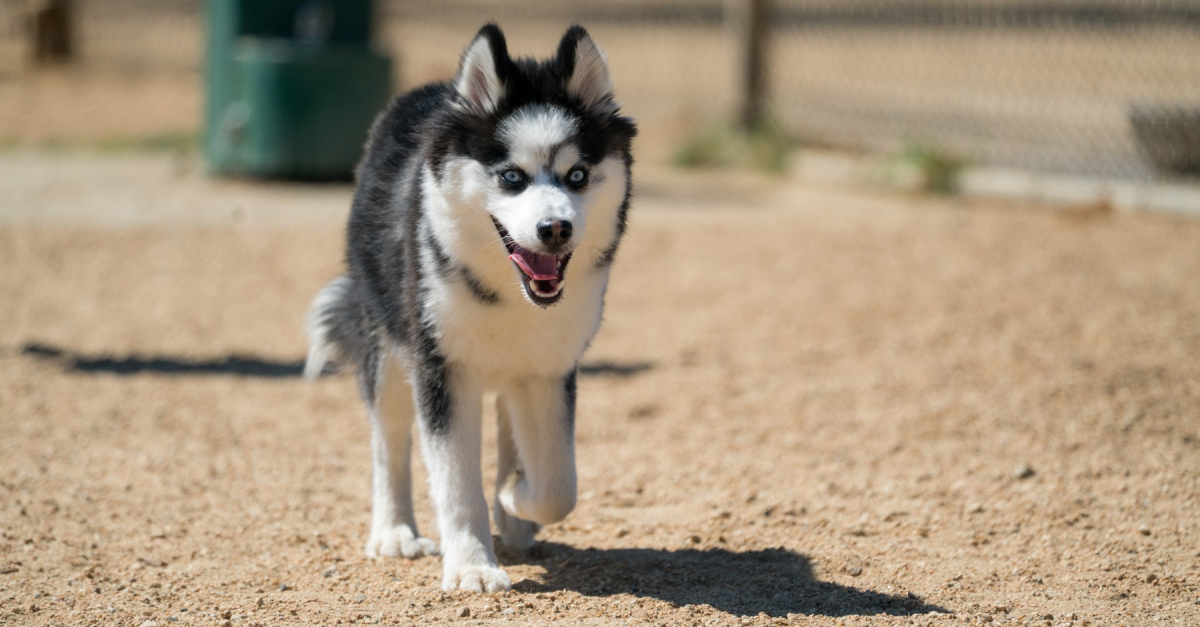 Pomsky : histoire, caractéristiques, éducation et coût