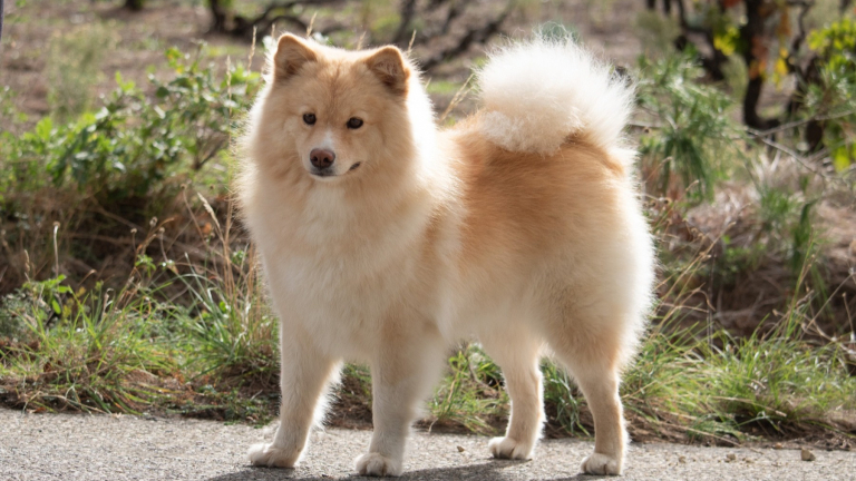 Chien Finnois de Laponie : histoire, caractéristiques, éducation et coût