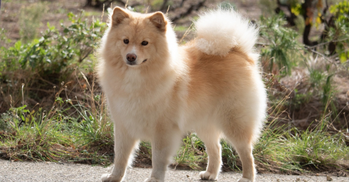 Chien Finnois de Laponie : histoire, caractéristiques, éducation et coût