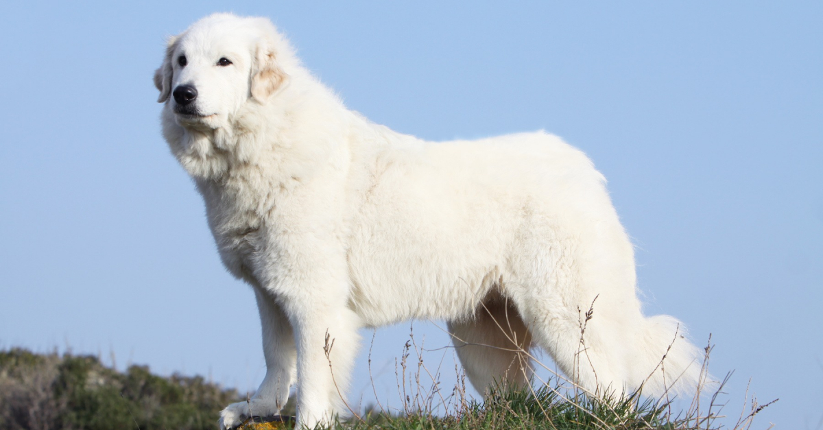 Chien de Montagne des Pyrénées : histoire, caractéristiques, éducation ...