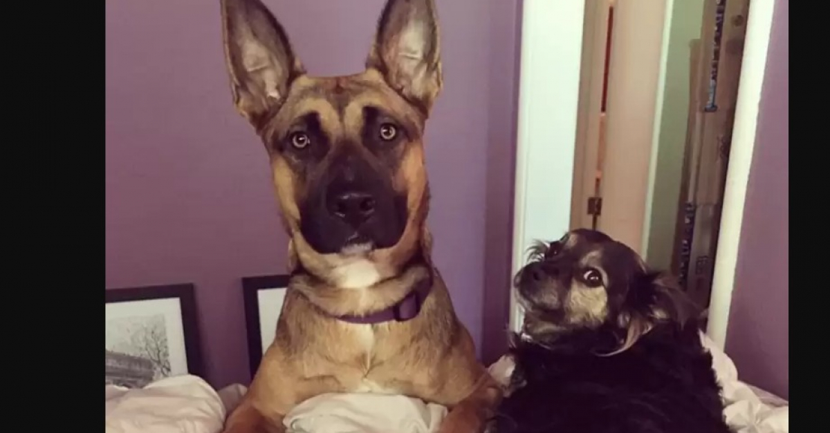 Ces deux chiens inséparables restent meilleurs amis, même dans la ...