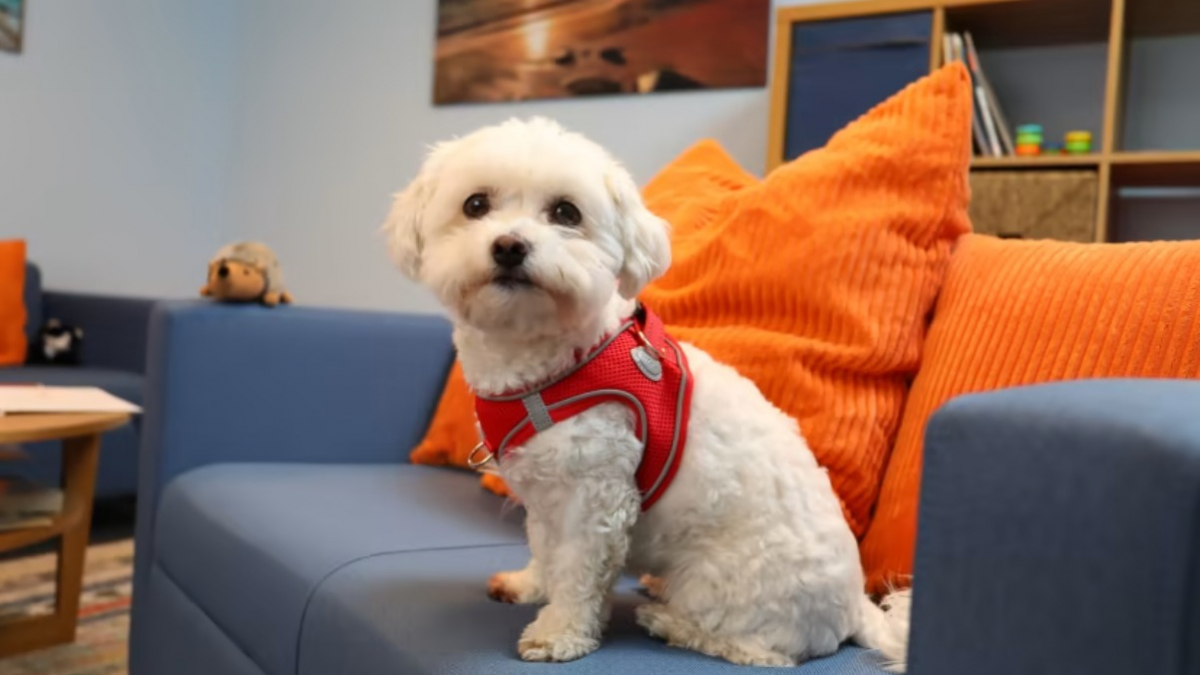 Dans une école, un chien de thérapie se charge d’améliorer le bien-être ...