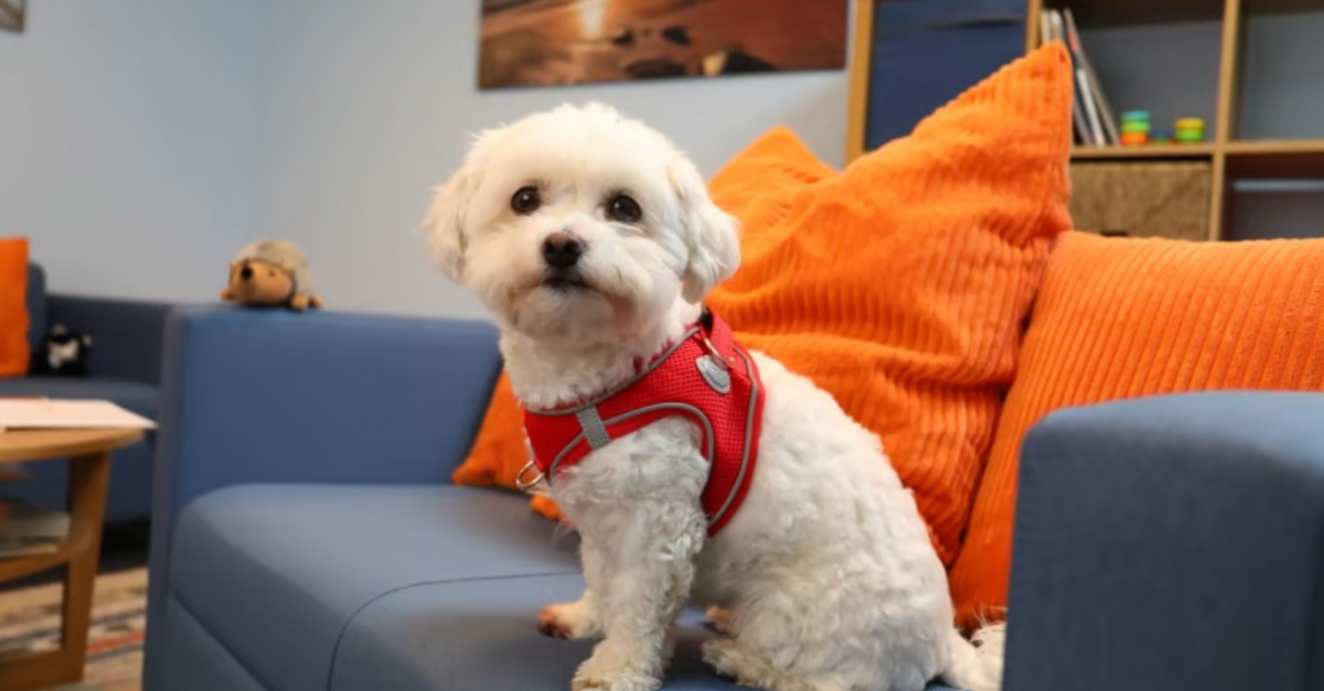 Dans une école, un chien de thérapie se charge d’améliorer le bien-être ...