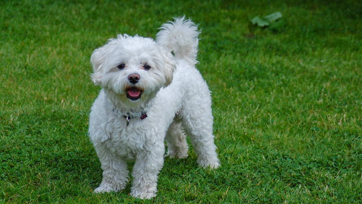 Bichon Maltais : histoire, caractéristiques, éducation et coût
