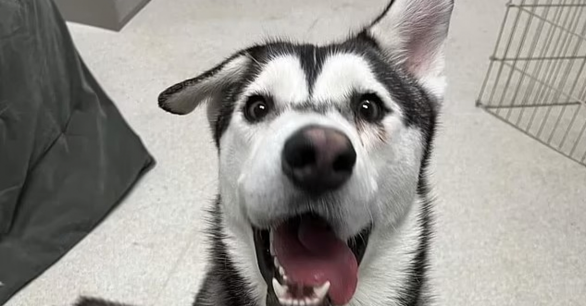 Découvrez l'histoire d'Harvey, le Husky au sourire unique, dont la ...