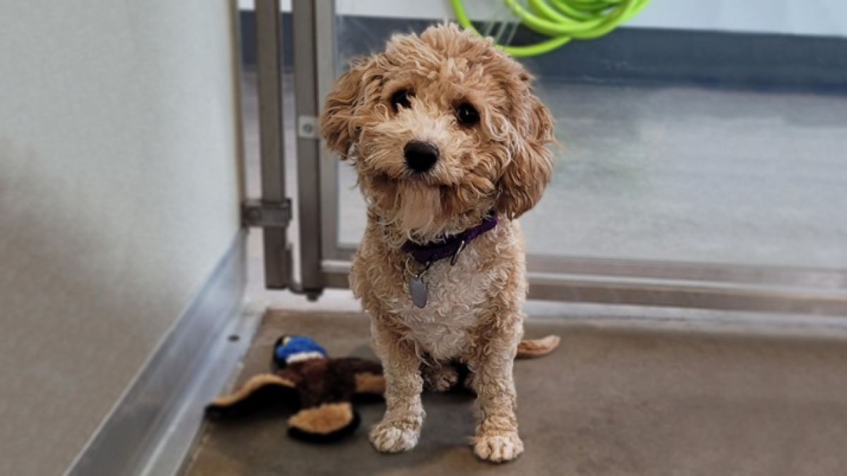 Découvrez Lolly, la petite chienne sauvée d’une usine à chiots, qui ...