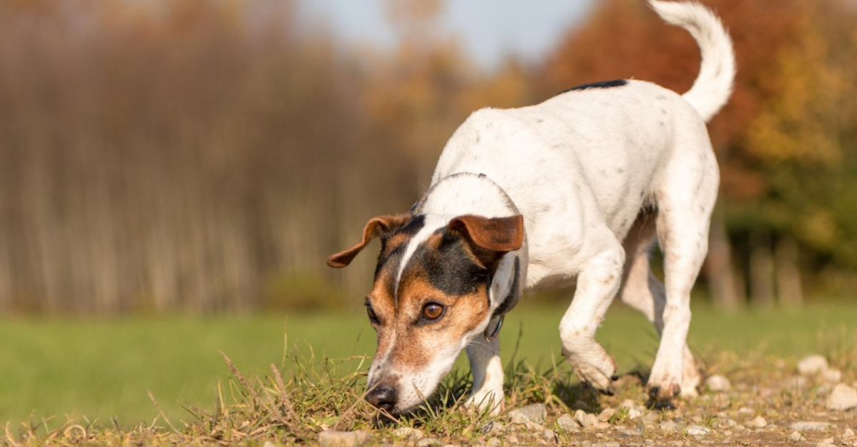 Les 5 sens du chien : odorat, vue, goût, ouïe et toucher