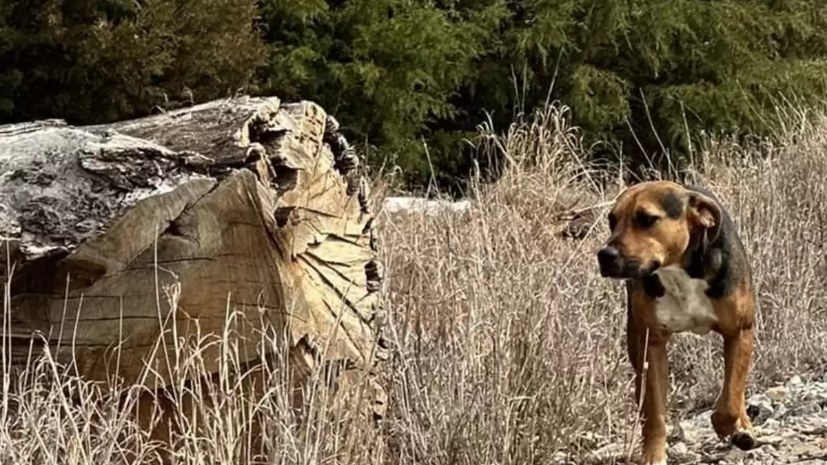 Une chienne errante interpelle une bénévole et l'invite à la suivre ...