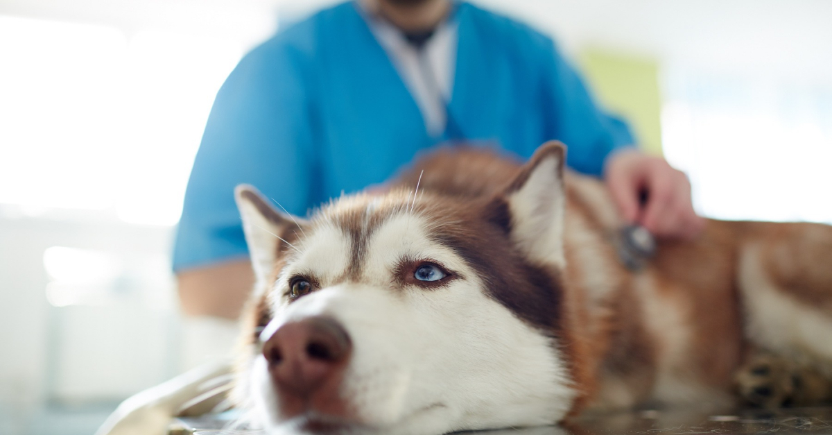 Le cancer du chien : causes, symptômes et traitements