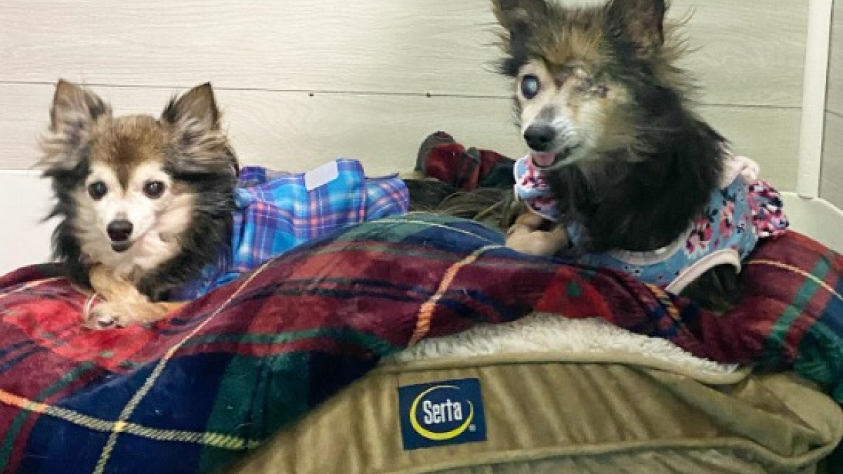 Découvrez Vintage Pet Rescue, un refuge pour chiens âgés hors du commun ...