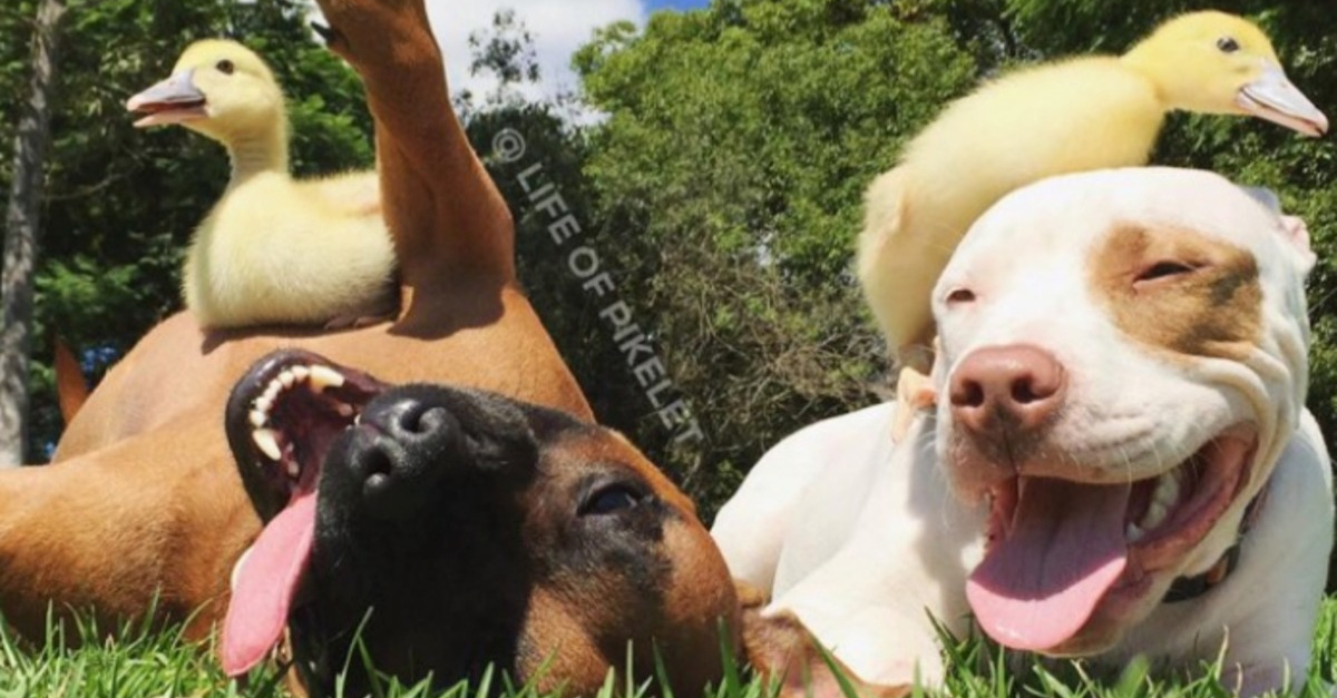 7 photos d'un duo de chiens ayant noué une amitié insolite avec des ...