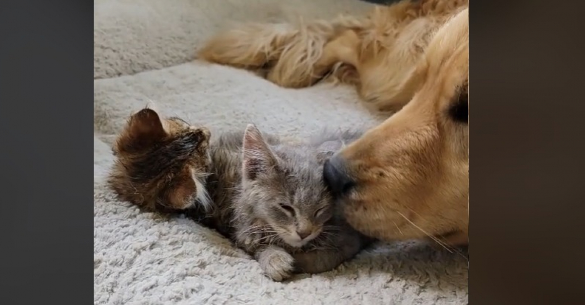 Un chien et un chat forment ensemble une « famille recomposée » en ...