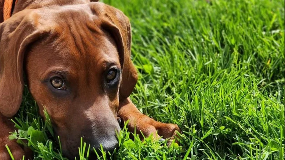 20 photos mettant à l'honneur le Rhodesian Ridgeback, chien à la ...