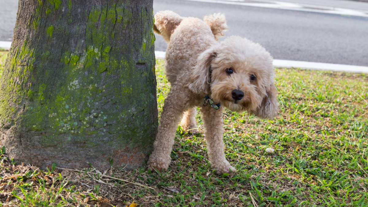 Les infections urinaires du chien : causes, symptômes et traitements Les infections urinaires du chien : causes, symptômes et traitements