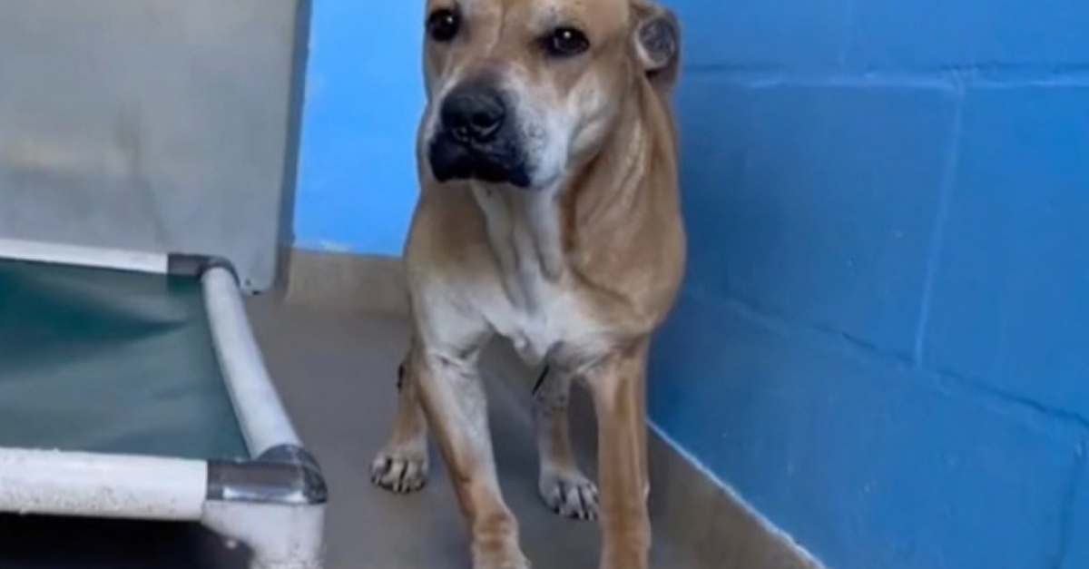 Encore sous le choc de son abandon, ce chien n’arrive pas à s’habituer ...