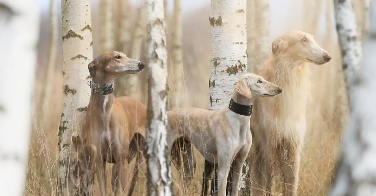 20 photos illustrant la vie trépidante d'un trio de Lévriers férus d ...