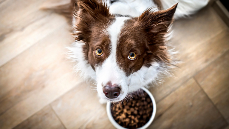 L'alimentation du chien en fonction de son mode de vie : les règles à ...