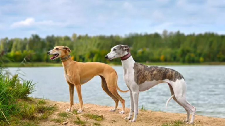 5 émotions que votre chien exprime avec sa queue : savoir décrypter ses ...