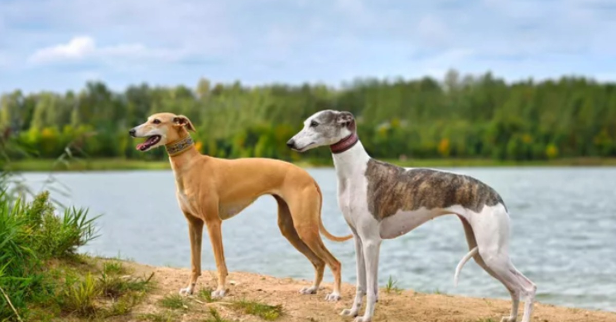 5 émotions que votre chien exprime avec sa queue : savoir décrypter ses ...