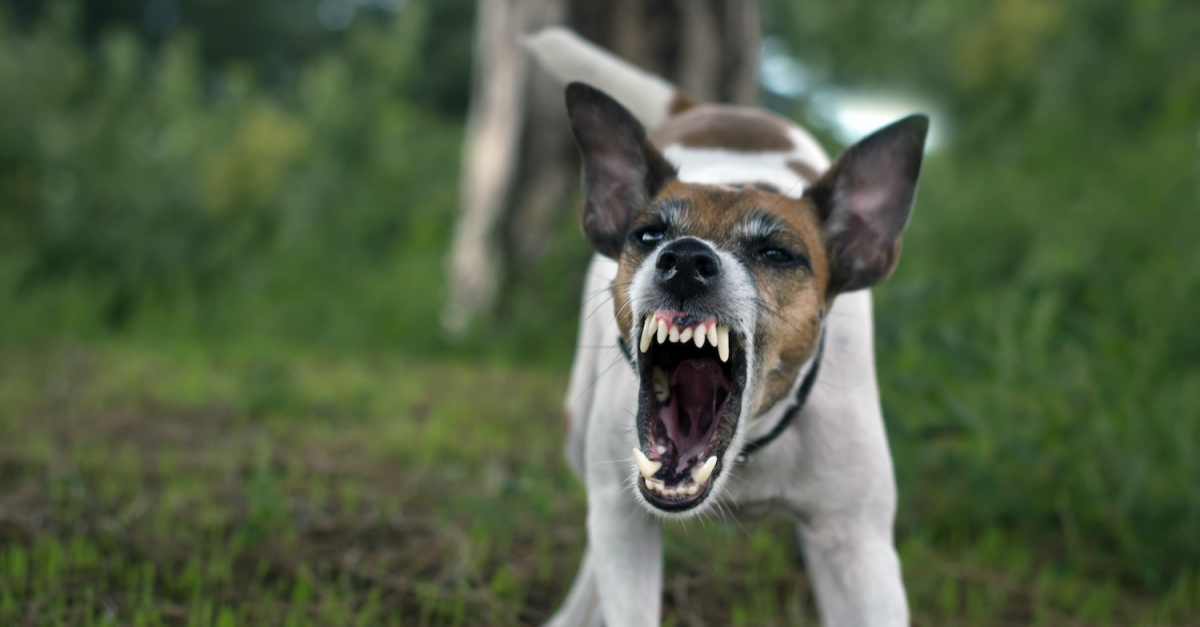 Le chien agressif : causes et solutions