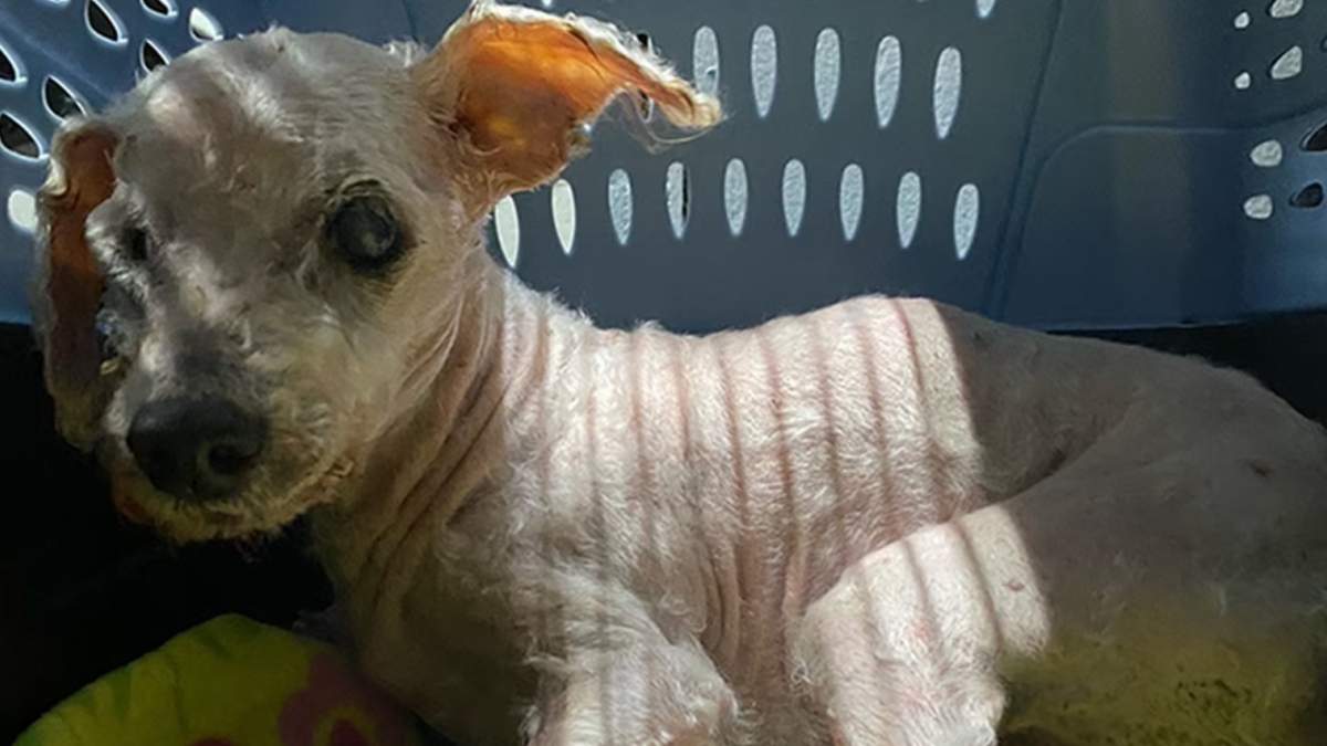 L’importance de la puce électronique : ce chien de 18 ans est retrouvé ...