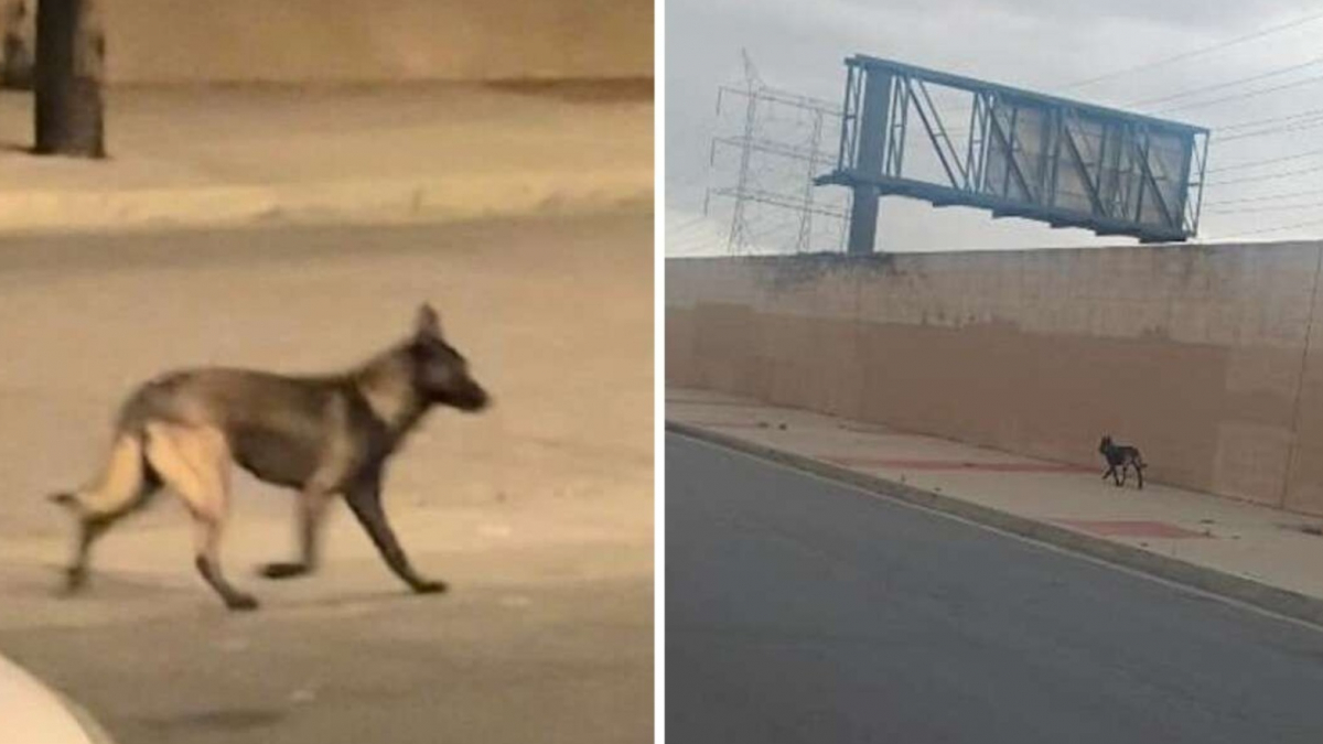 Un chien errant dans le quartier retrouve enfin le bonheur grâce à un ...
