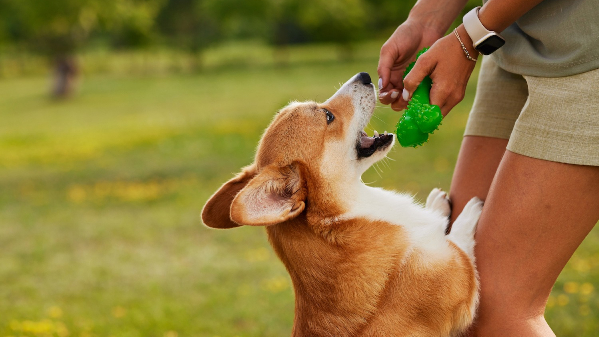 Le chien qui saute sur les gens : comment le stopper