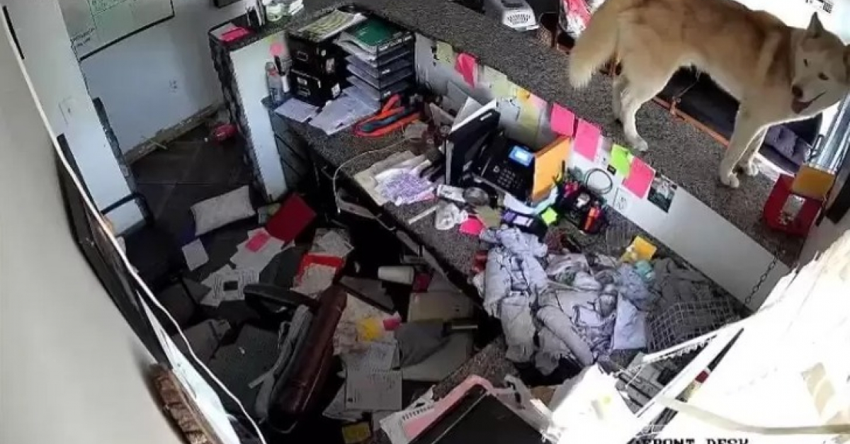 Quand Titan, le Husky espiègle, sème une belle pagaille dans le refuge ...