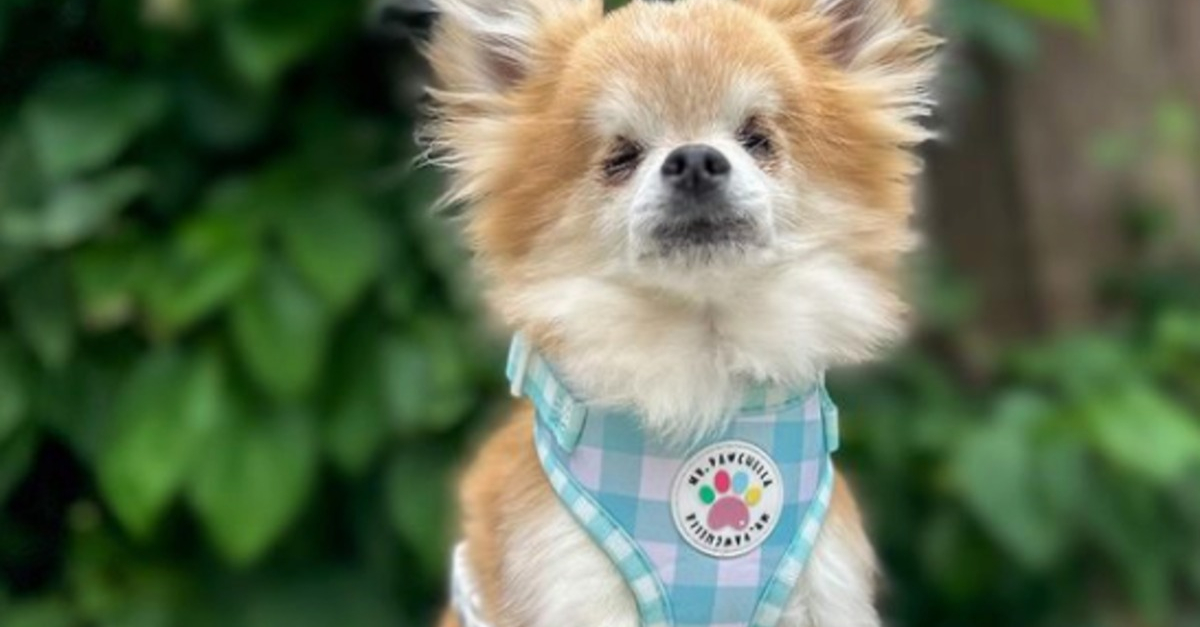 20 chiens aveugles qui profitent pleinement de la vie et savent être ...