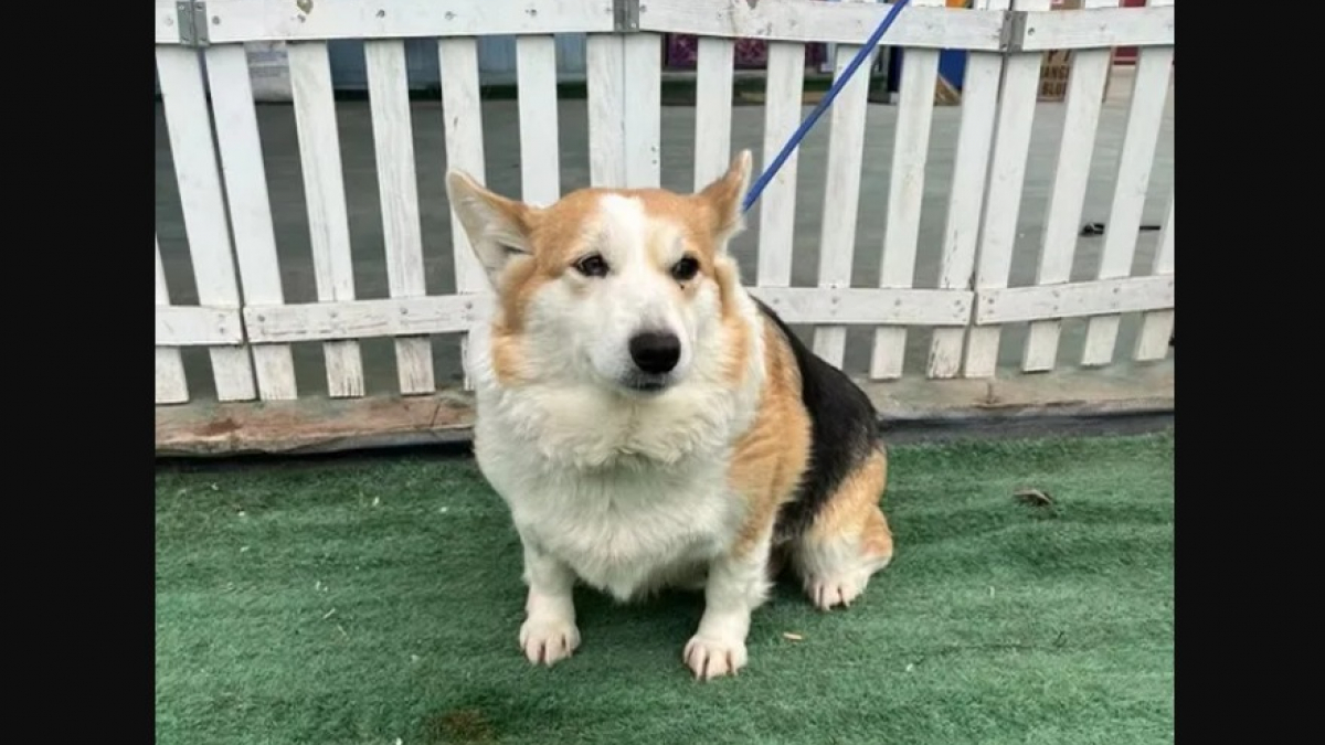 Ce refuge intervient pour tenter de sauver 22 chiens du commerce de la ...