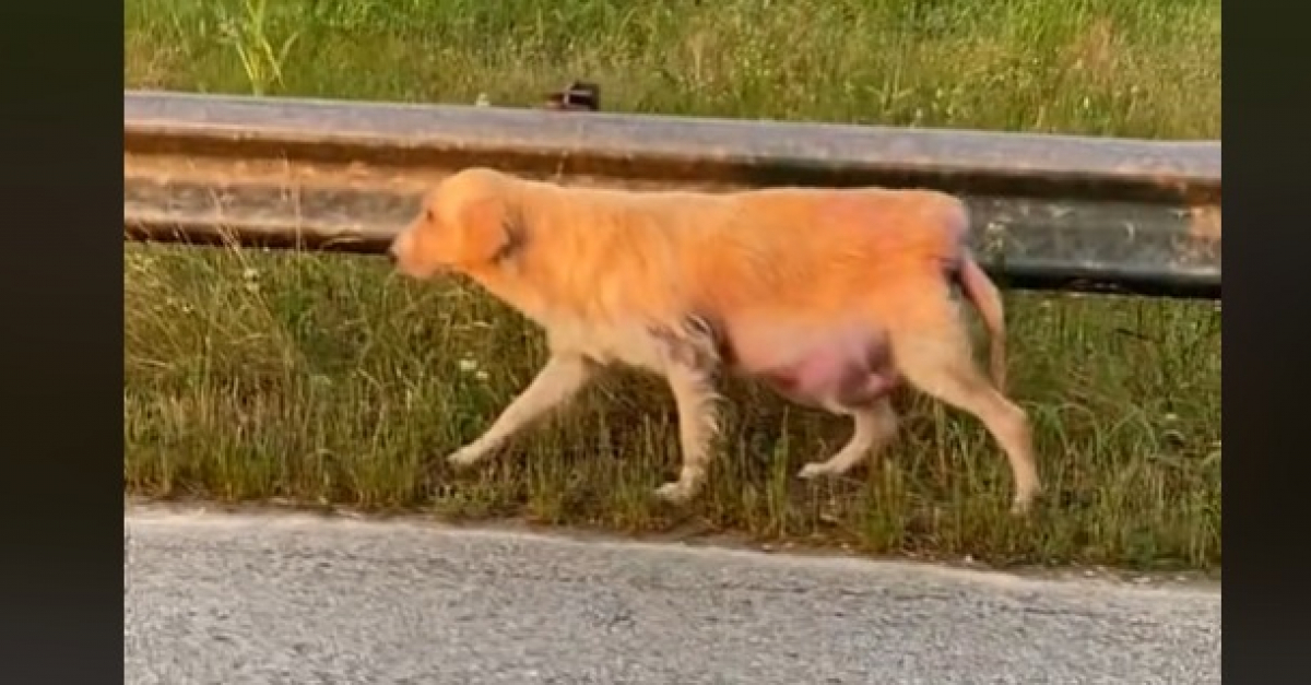 Une mère sauve un chien errant malade et lui offre une nouvelle vie