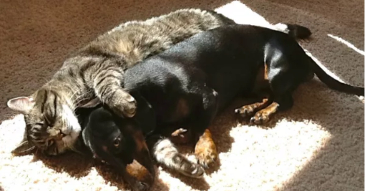 17 photos immortalisant avec tendresse l'amitié entre chiens et chats