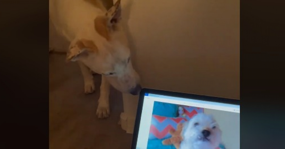 Ce chien voit une vidéo de son compagnon décédé et sa réaction est ...