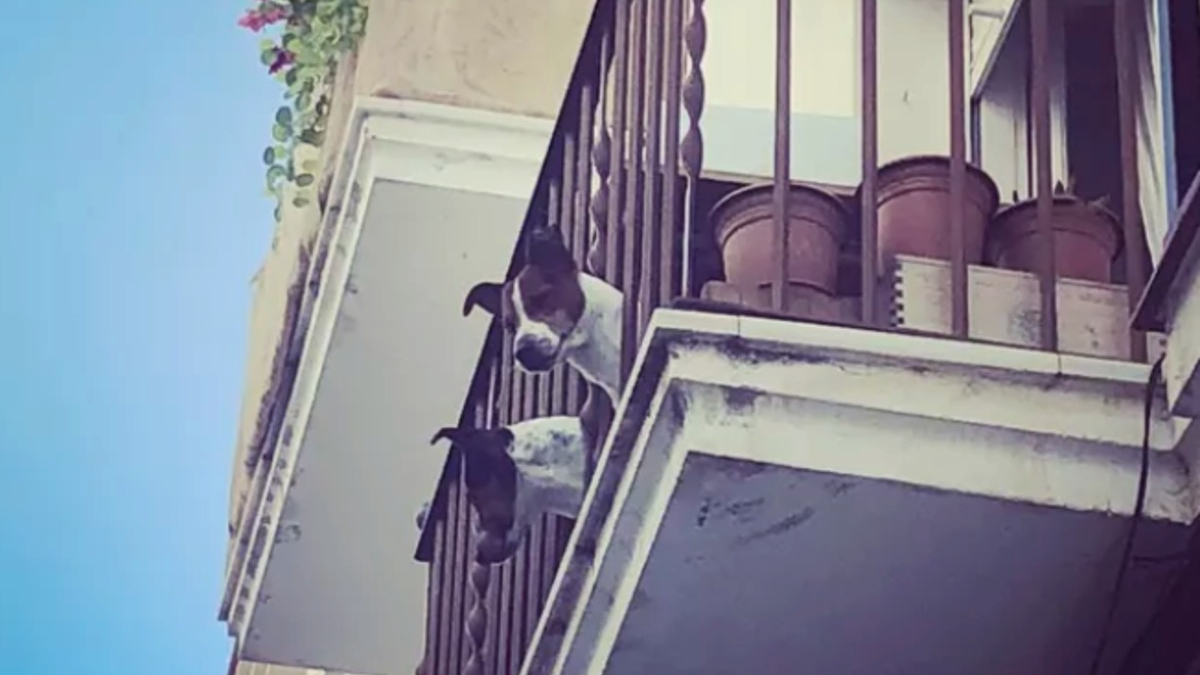 20 photos de chiens qui ont transformé leur balcon en tour de guet