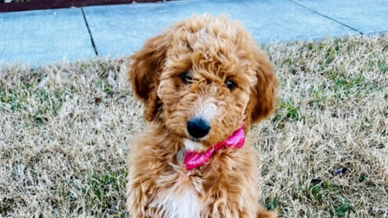 20 photos de Goldendoodles qui embelliront votre journée avec leur ...
