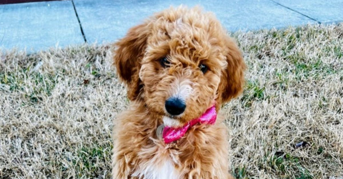 20 photos de Goldendoodles qui embelliront votre journée avec leur ...