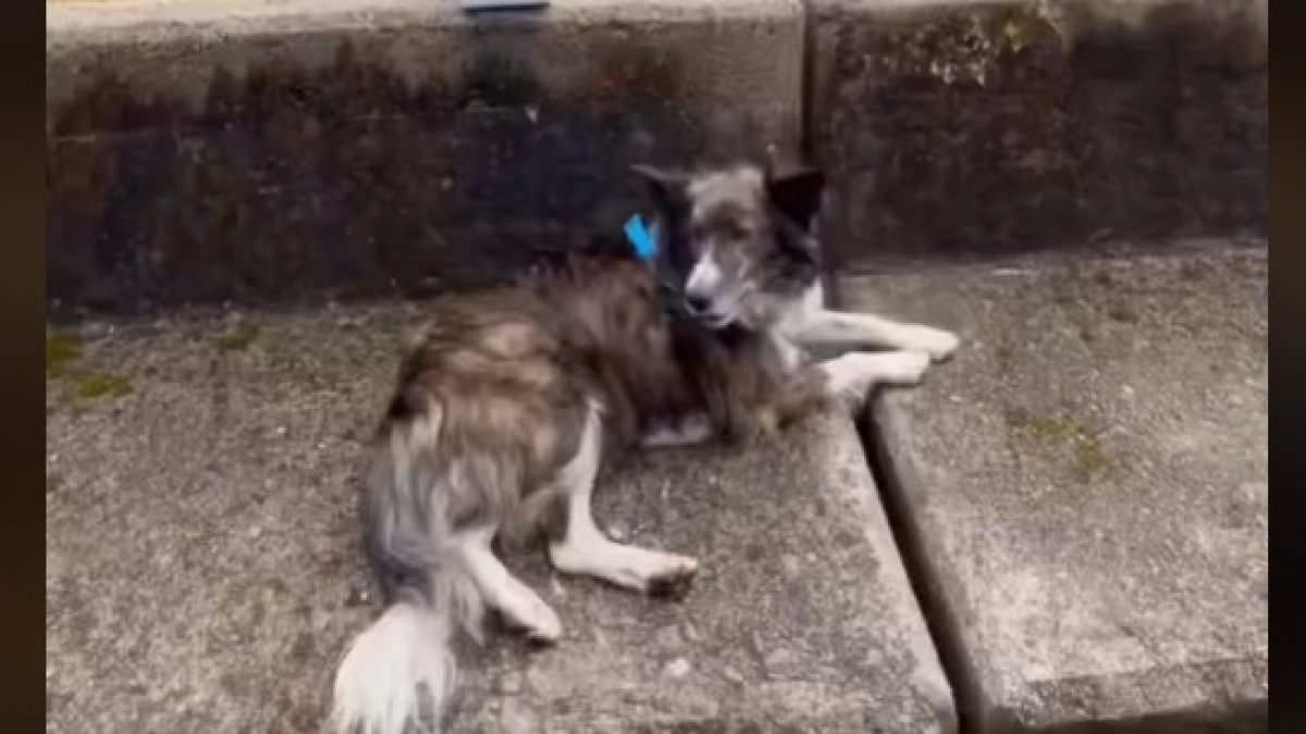 Une femme adopte un chien errant lors d'une randonnée au Chili